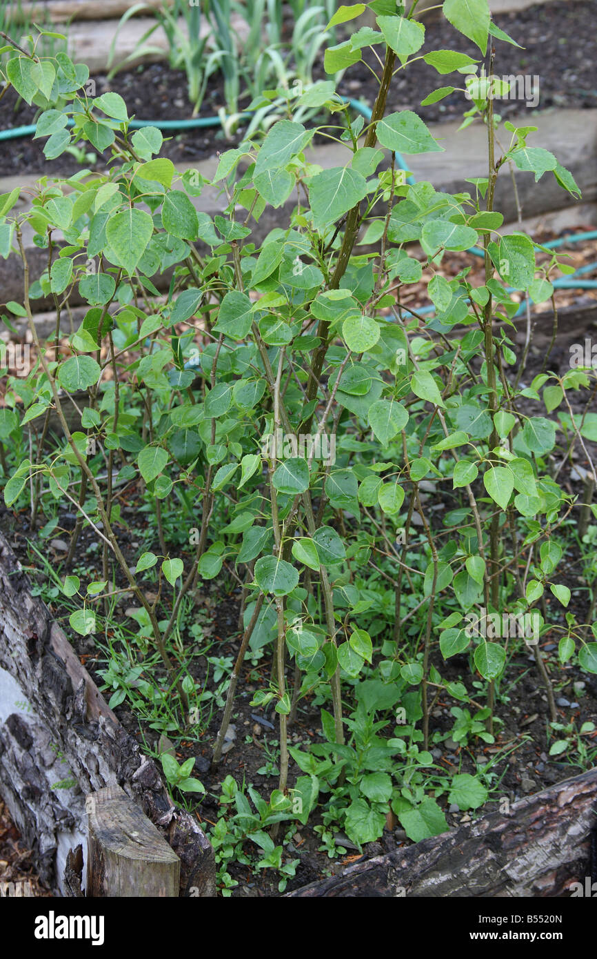QUICK GROWING POPLAR CUTTINGS GROWING IN RAISED BED Stock Photo - Alamy