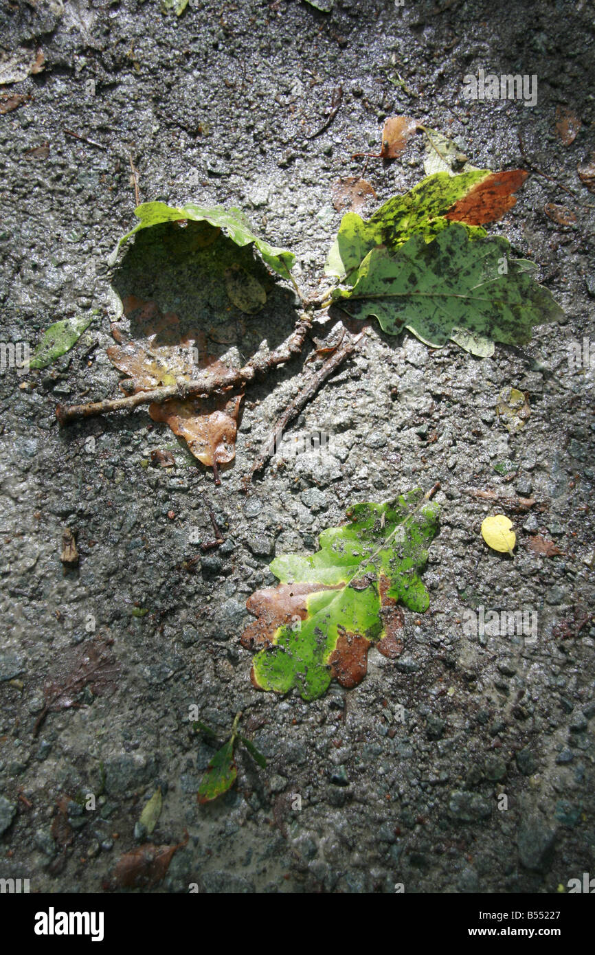dirty fallen leaves on empty wet tarmac road surface Stock Photo - Alamy