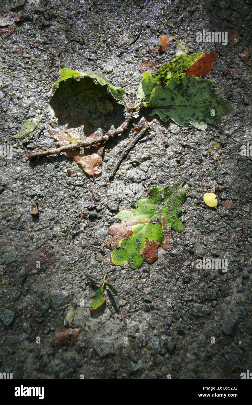 dirty fallen leaves on empty wet tarmac road surface Stock Photo - Alamy