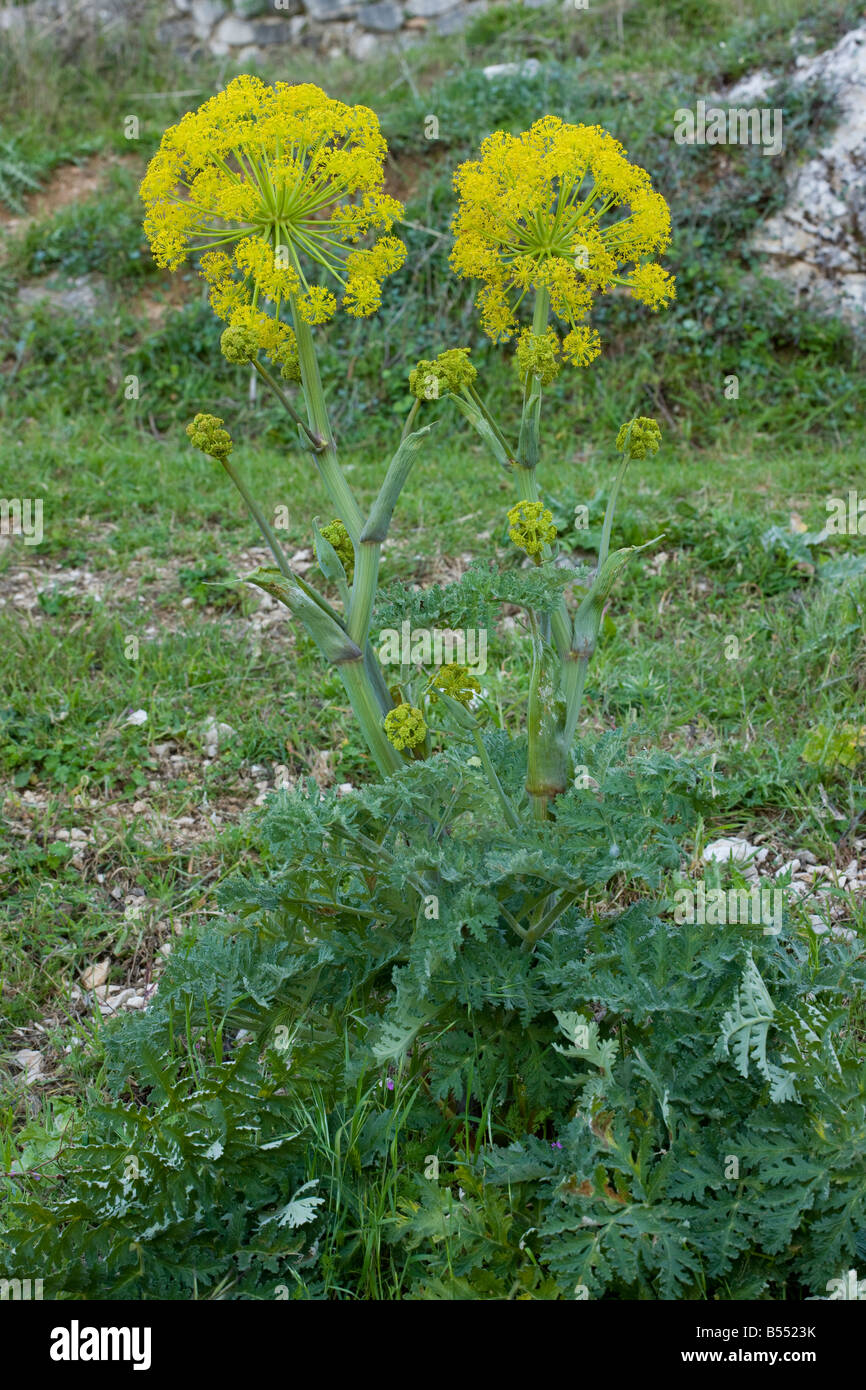 Thapsia villosa hi-res stock photography and images - Alamy
