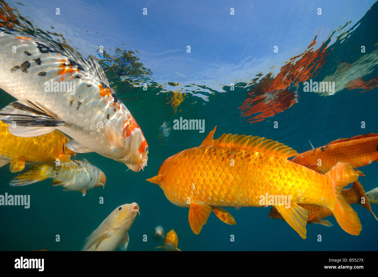 Koi carp hi-res stock photography and images - Alamy