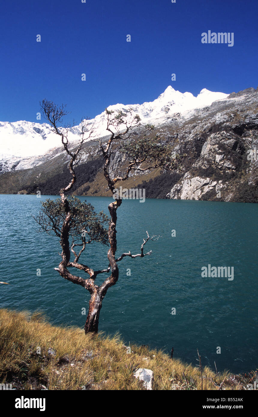 Polylepis tree, Lake Auquiscocha and Mt Hualcan, Cordillera Blanca ...