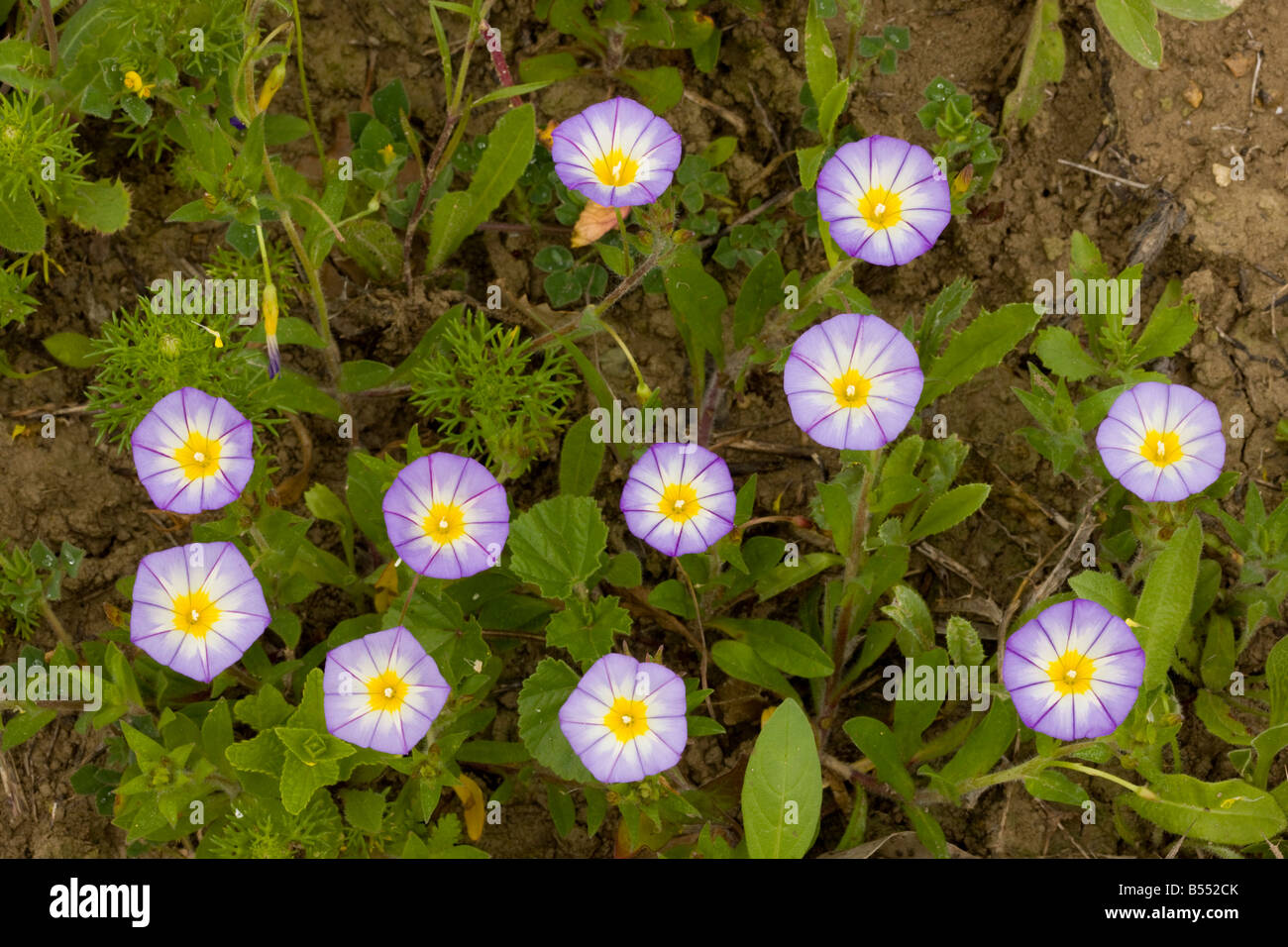 Convolvulus blue flowers convolvulus hi-res stock photography and ...