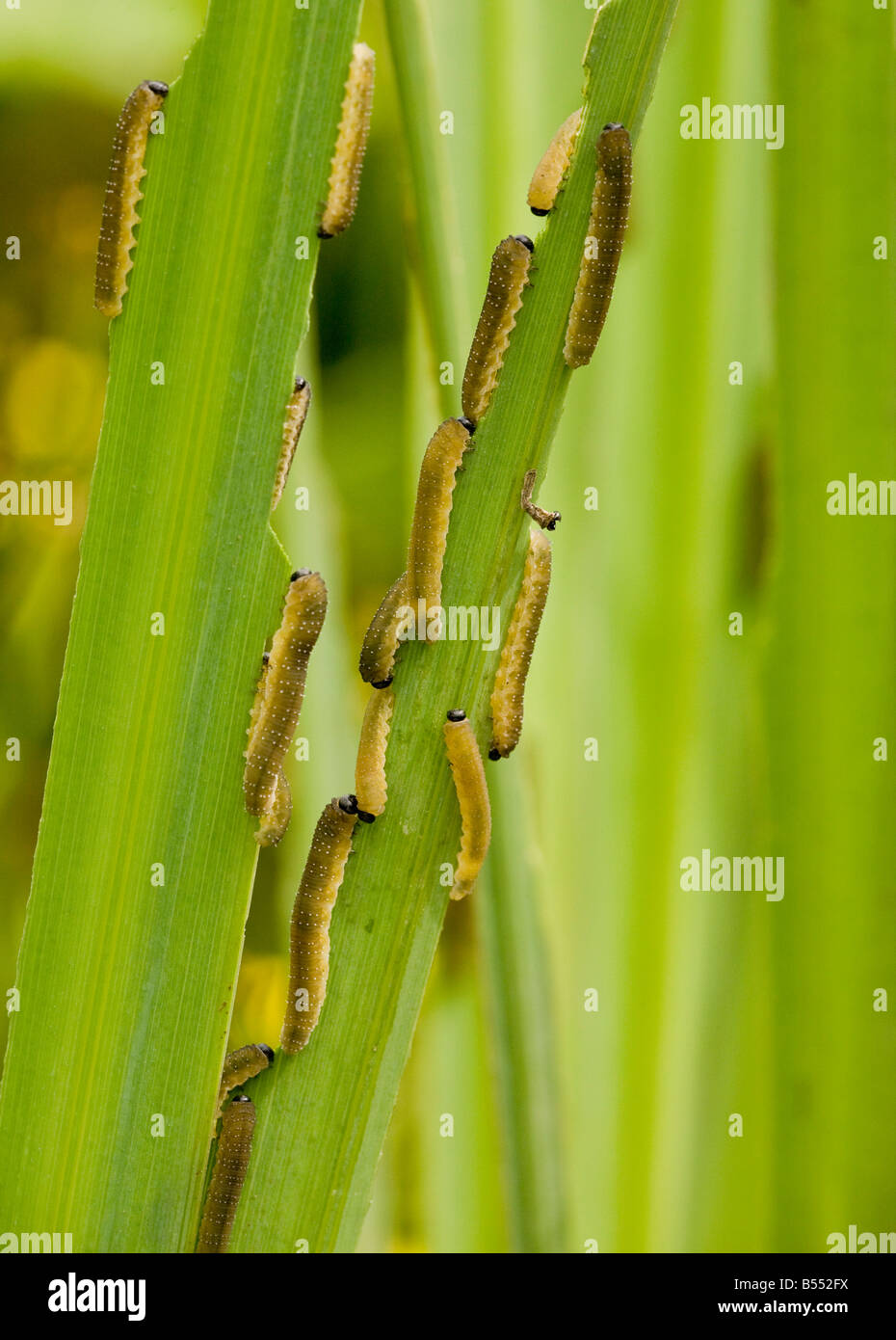 Iris sawfly Rhadinoceraea micans larvae pest of wild and cultivated ...