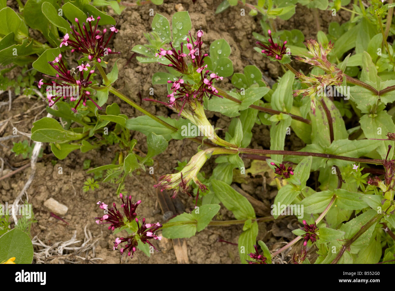 Fedia hi-res stock photography and images - Alamy