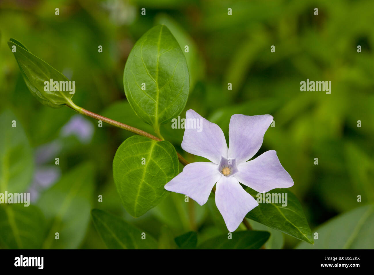 Intermediate Periwinkle Vinca difformis in flower, close-up, Andalucia ...
