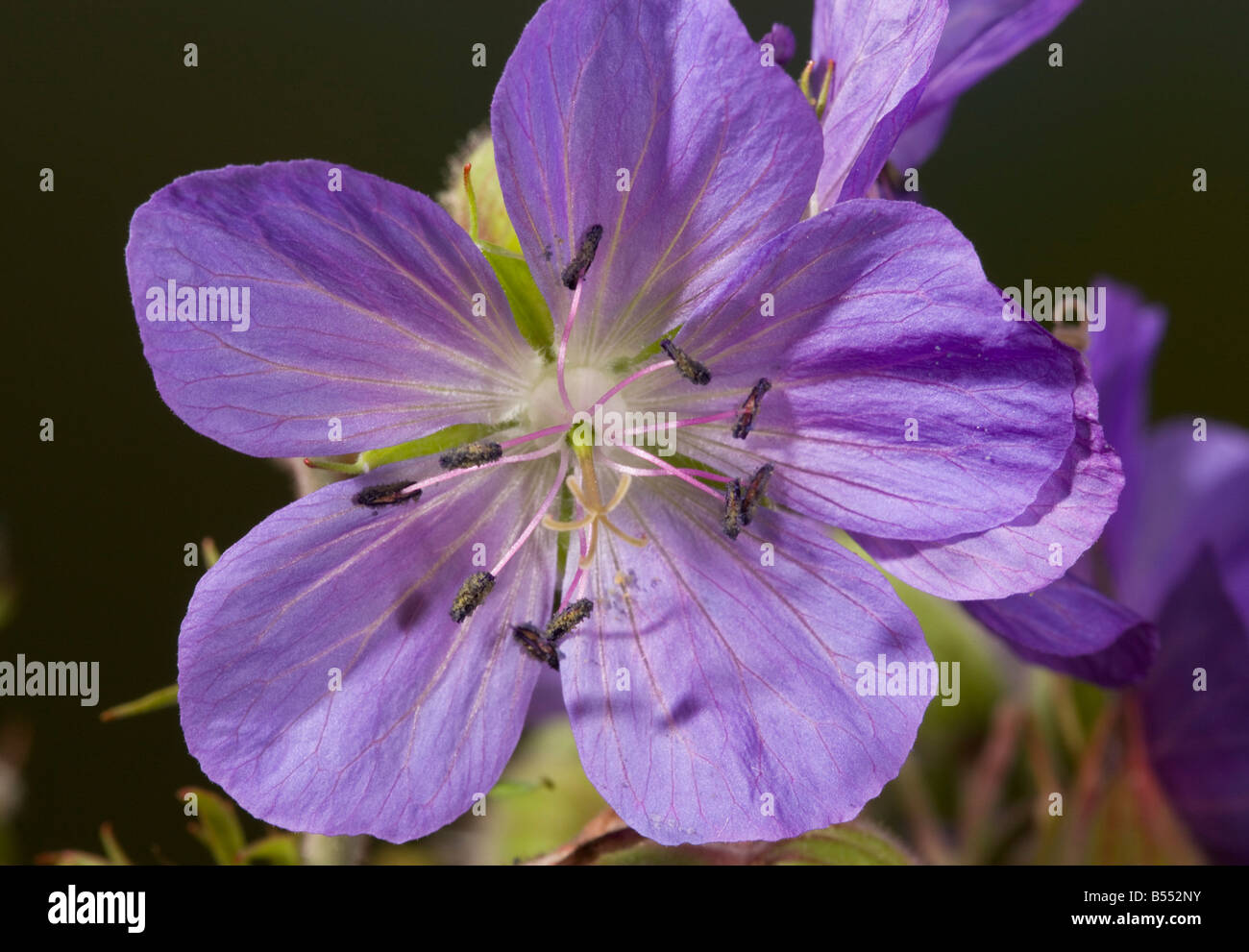 Meadow Cranesbill Geranium pratense beautiful wild plant also used as ...
