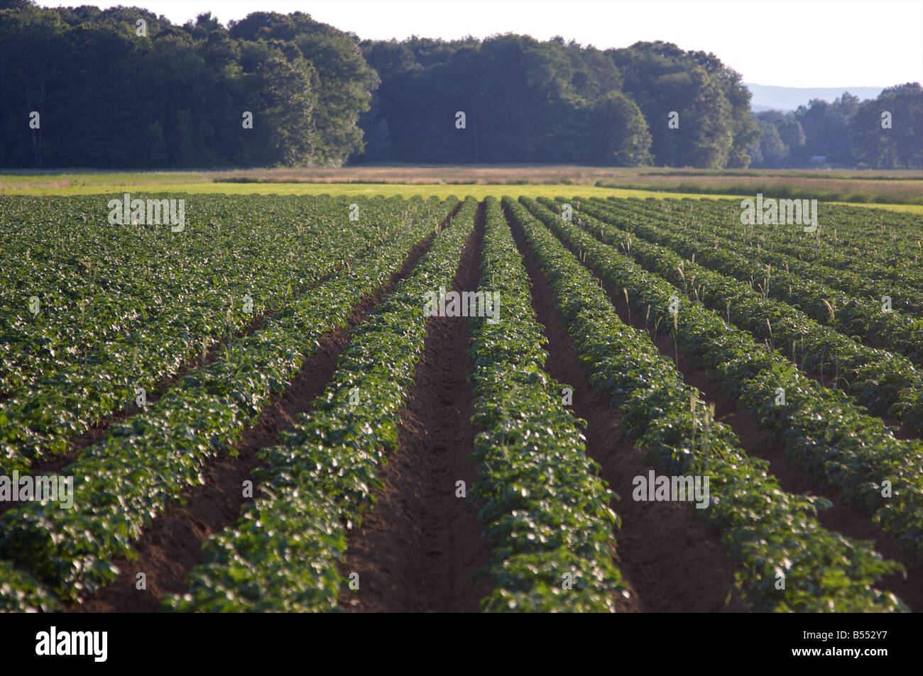 A field of crops growing on a Western Massachusetts farm Stock Photo ...