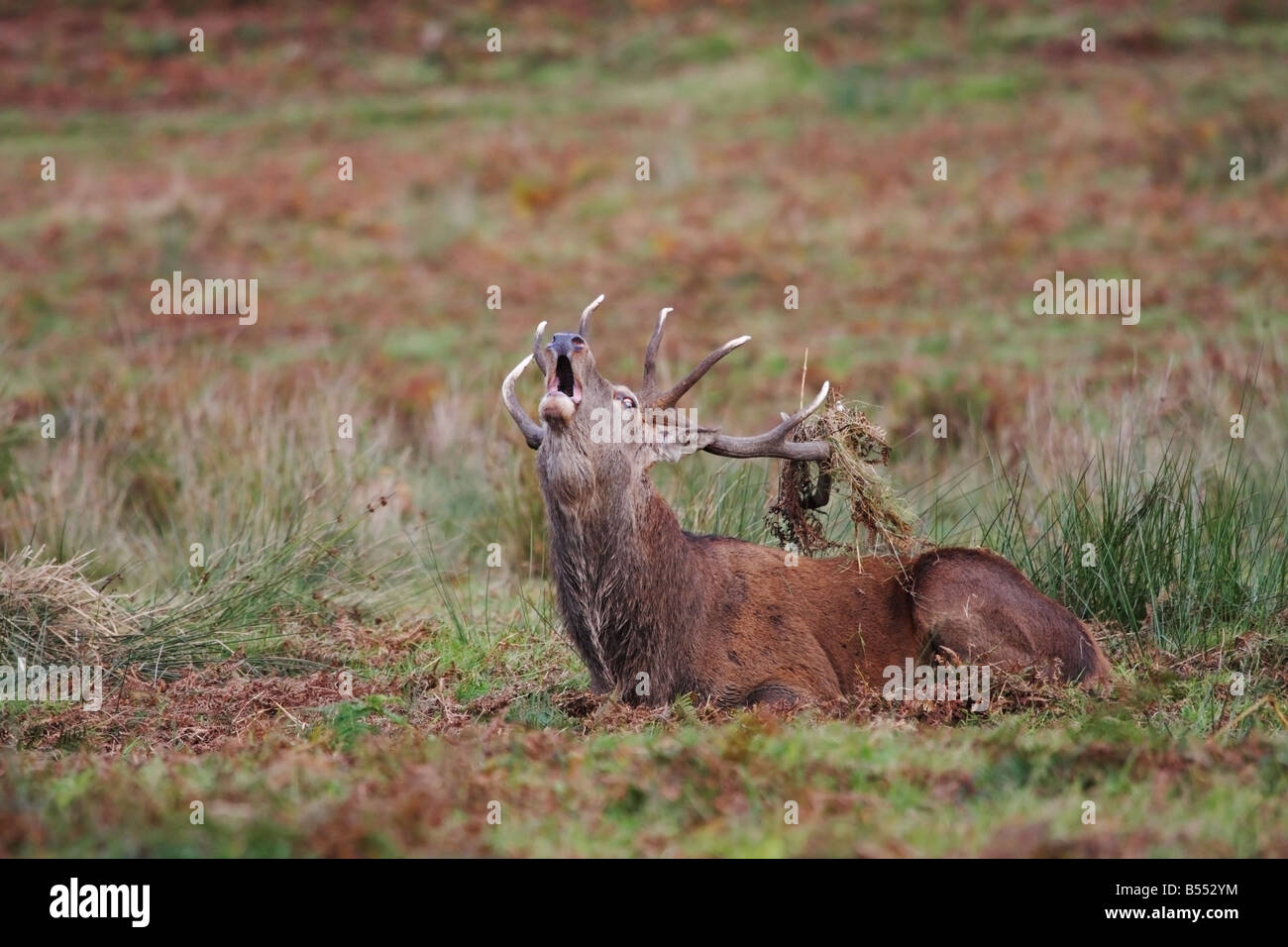 Red Deer Stag Cervus elaphus Roaring During the Rut Stock Photo - Alamy