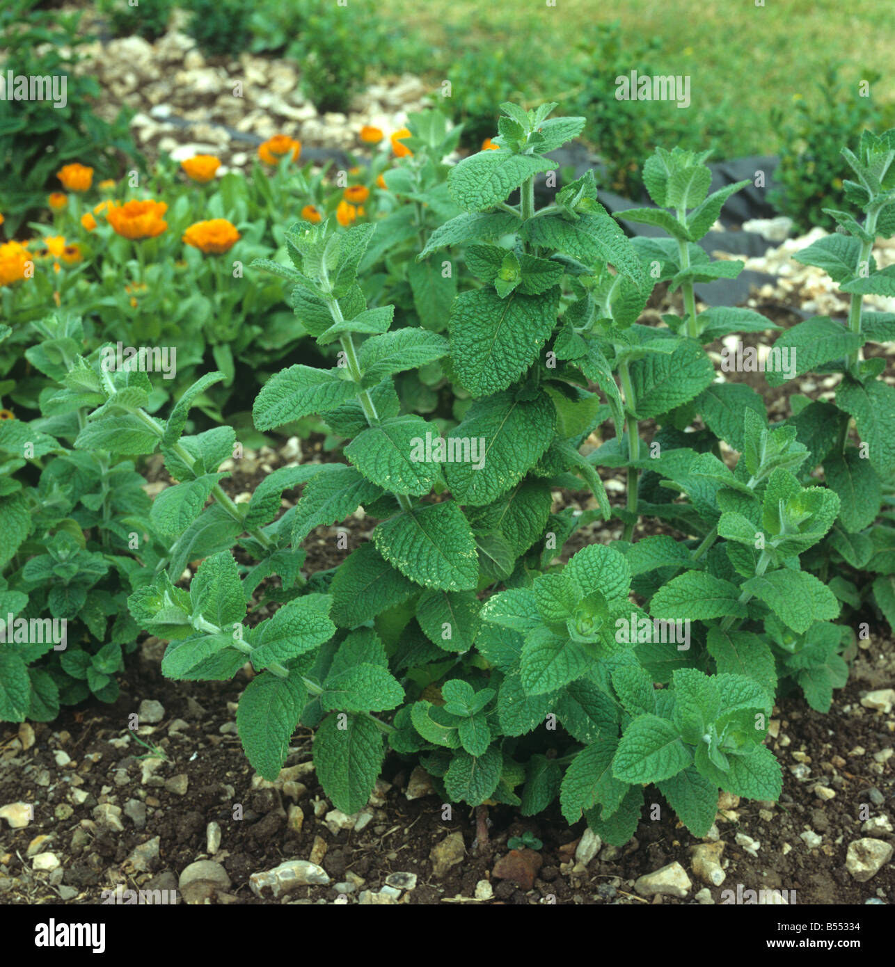 Round leaved mint Mentha rotundifolia in a herb garden Devon Stock ...