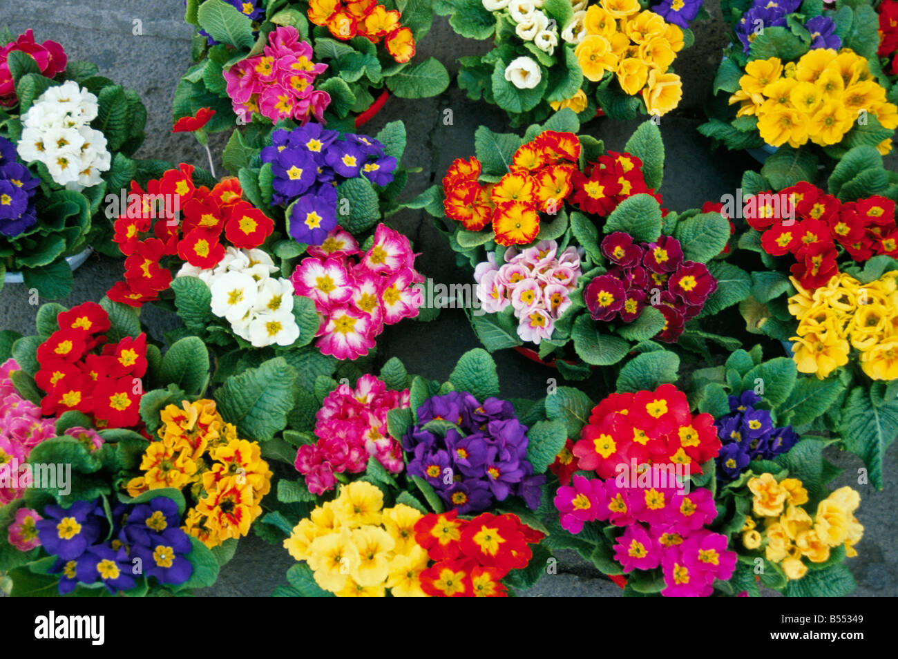 Blue polyanthus hi-res stock photography and images - Alamy