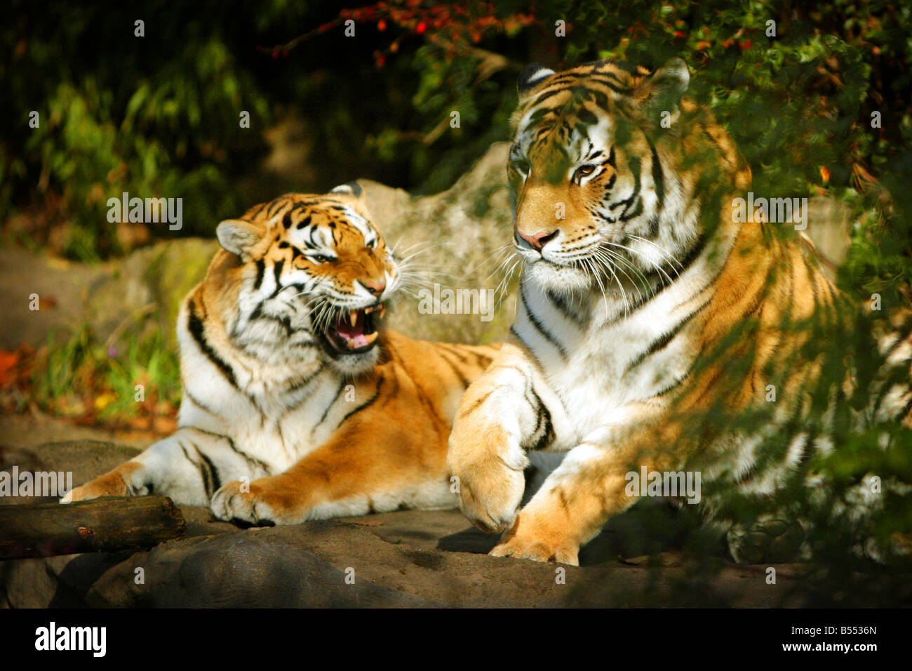 Fluffy tigers hi-res stock photography and images - Alamy