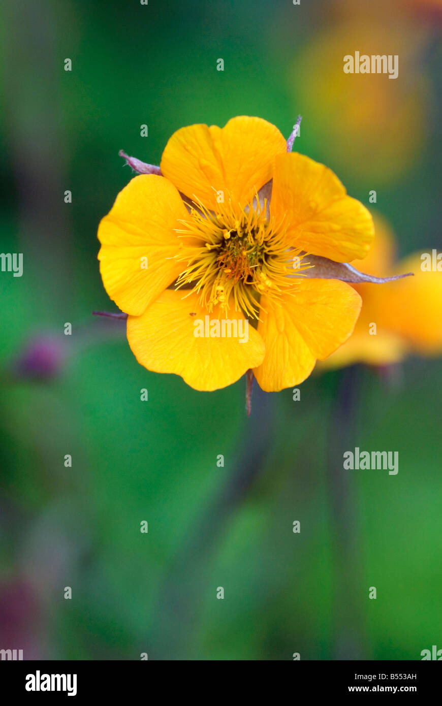GEUM X HELDREICHII GEORGENBURG COPPER AVENS Stock Photo - Alamy