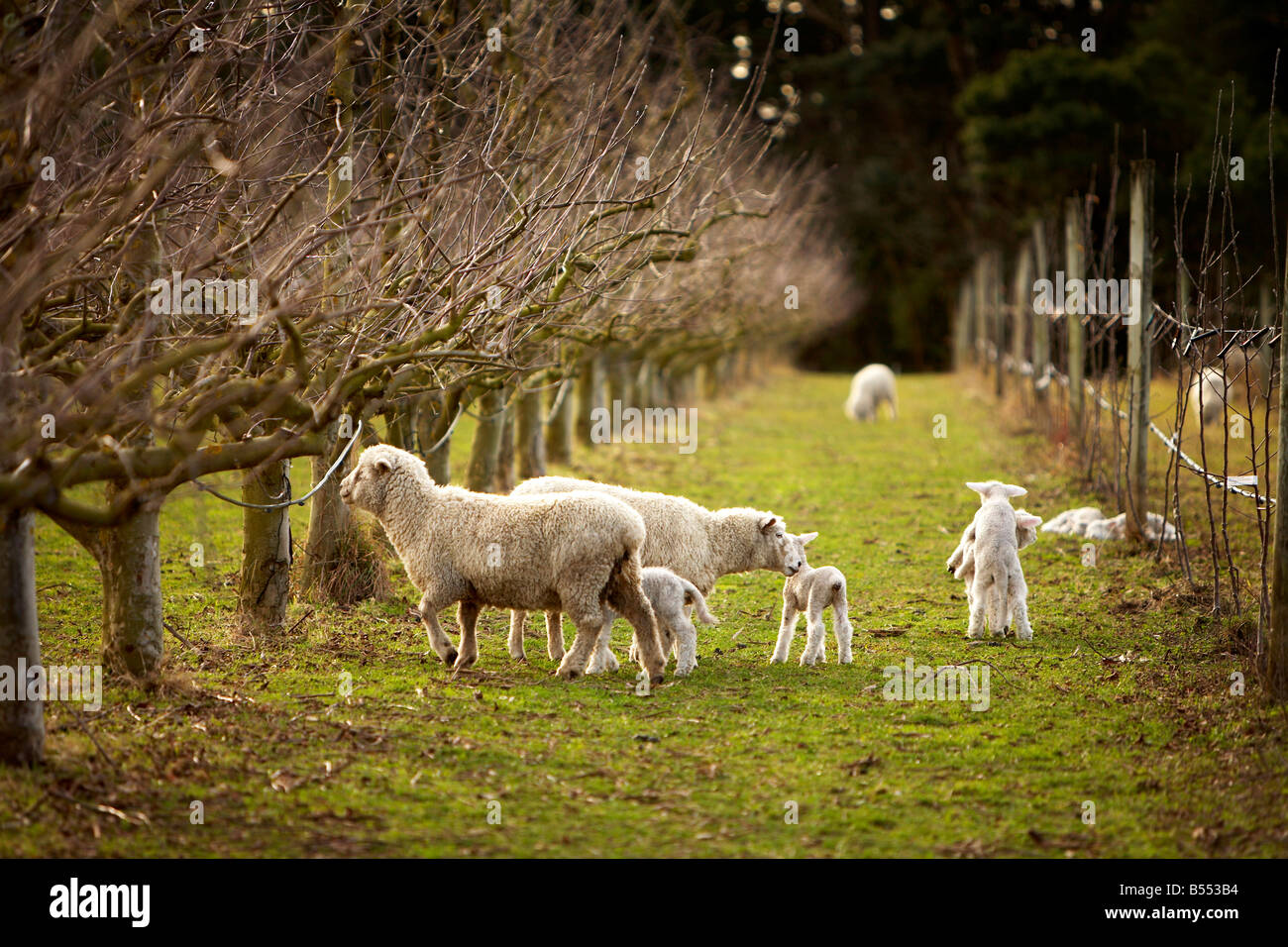 Sheep orchard hi-res stock photography and images - Alamy