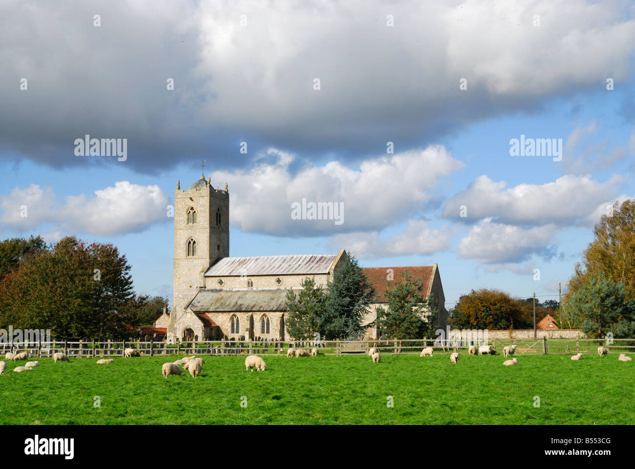 Gayton, Norfolk, UK. St Nicholas' Church with sheep in the foreground ...