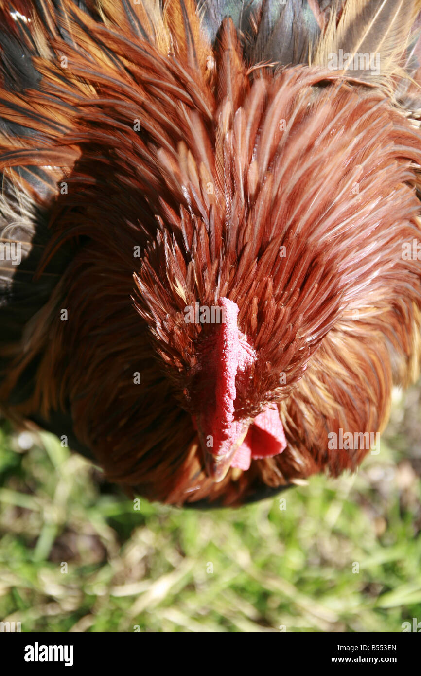close up feathers of red cockerel in field Stock Photo - Alamy