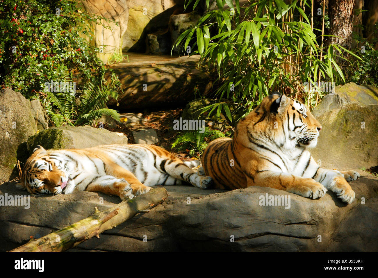 Sunny day tigers hi-res stock photography and images - Alamy