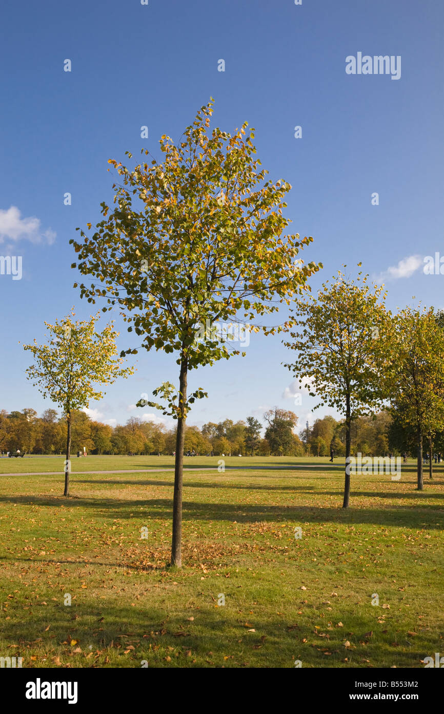 Autumn trees in Kensington Gardens London England UK Stock Photo - Alamy