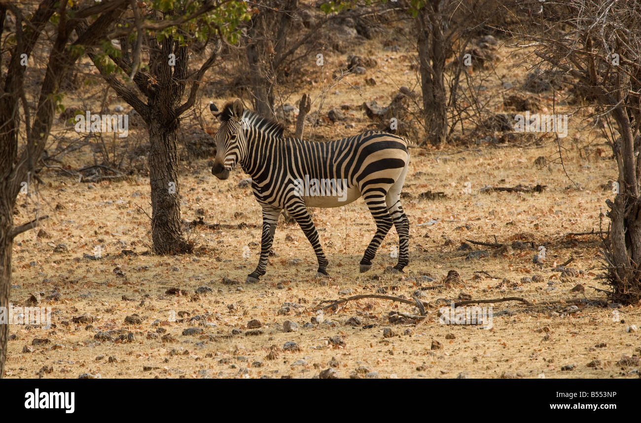 Namib mountain zebra national park hi-res stock photography and images ...