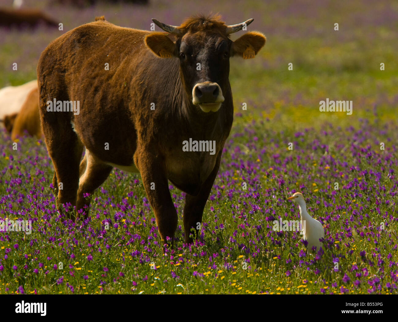 Cattle Egrets Bubulcus ibis feeding in a flowery field mainly Purple ...