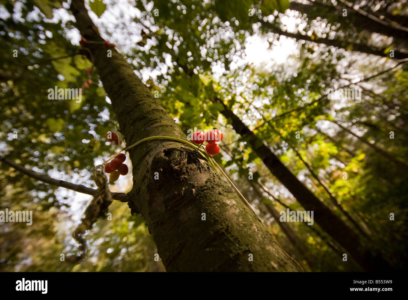 Half way tree hi-res stock photography and images - Alamy