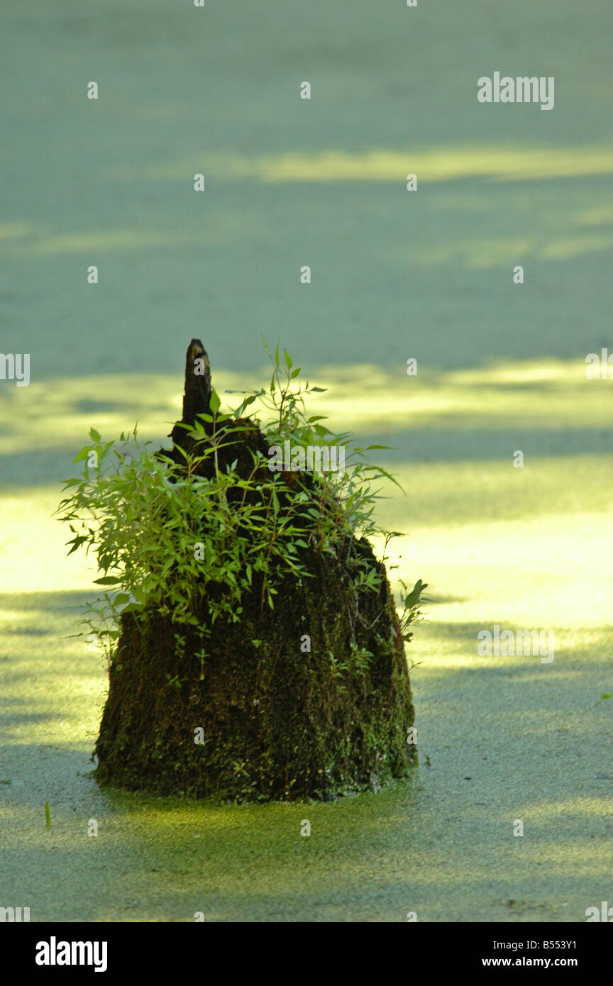 An old tree stump surrounded by a swamp Stock Photo - Alamy