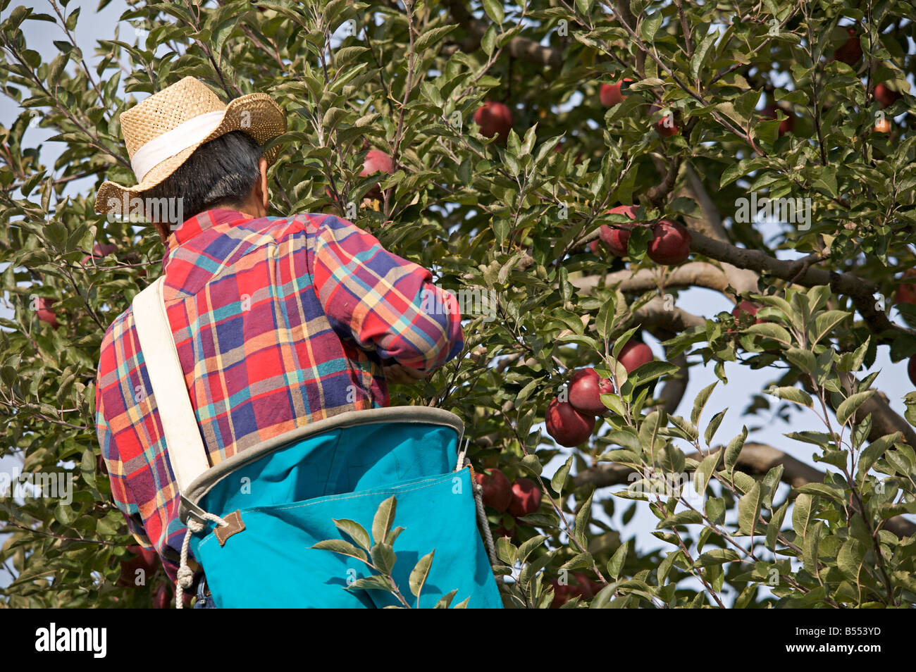 Man picking apples, "British Columbia", Canada Stock Photo - Alamy