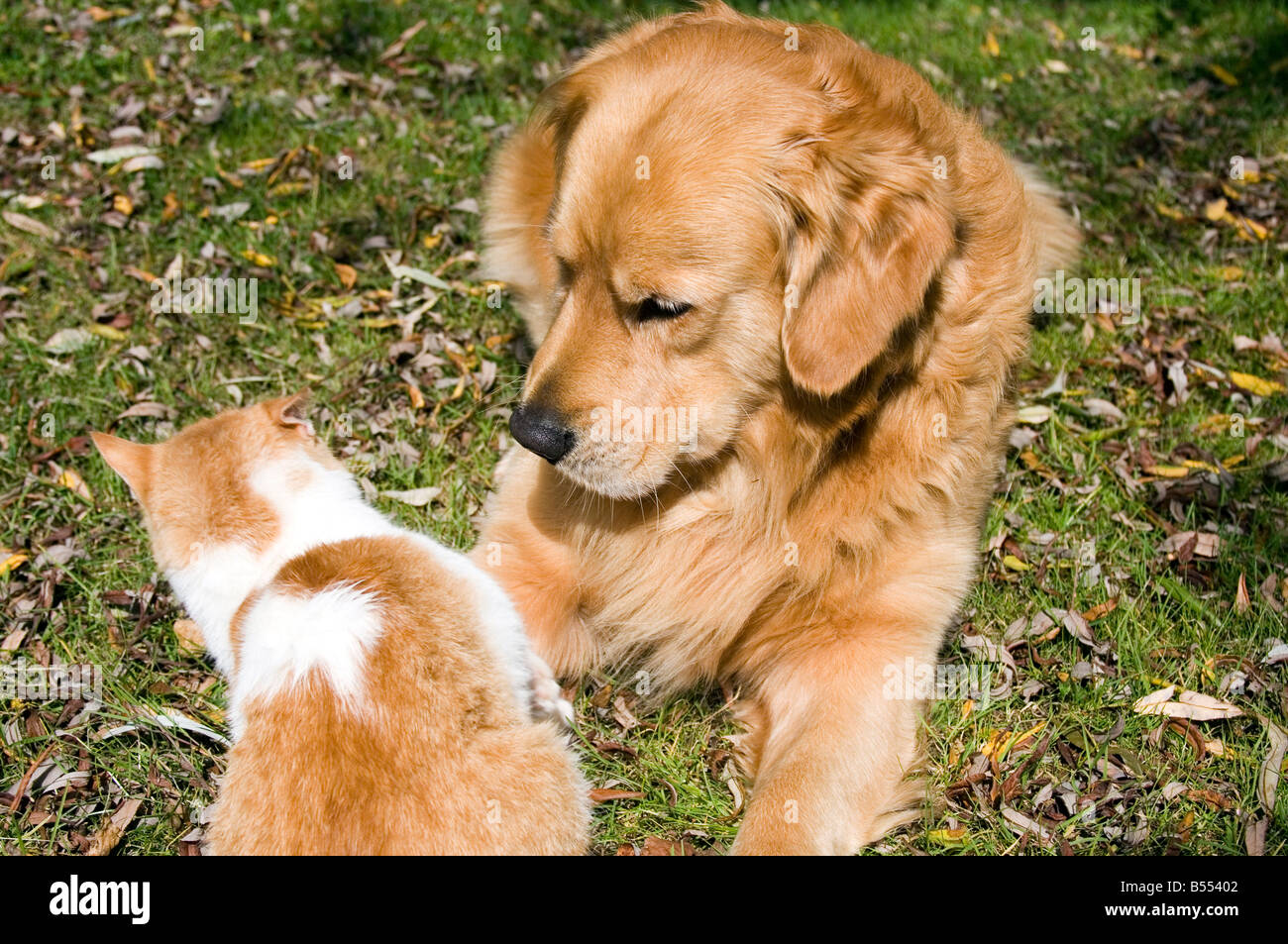 Friends. Golden retriever and domestic cat Stock Photo - Alamy