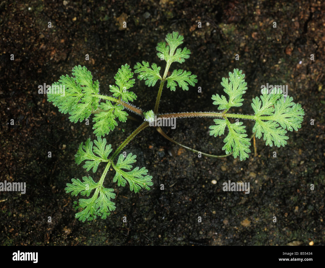 Small bur parsley Caucalis platycarpos seedling cotyledons with four ...