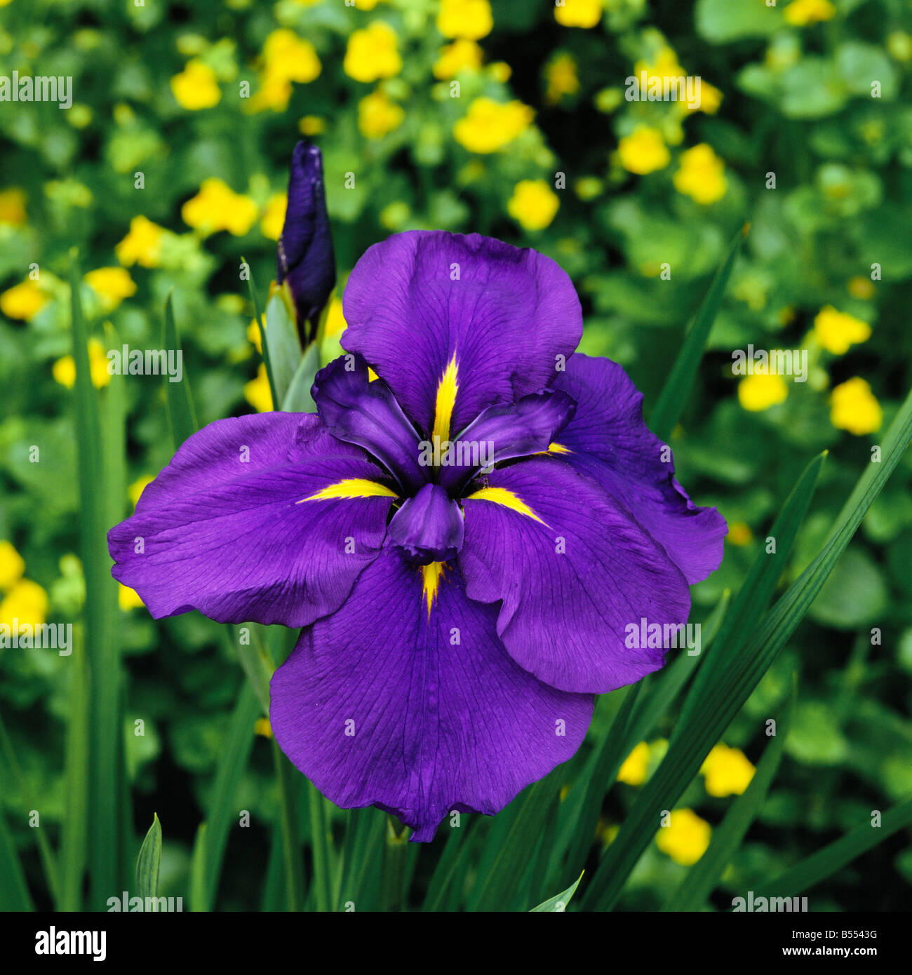 Japanese Iris ensata 'Hatsu-garasu' Stock Photo - Alamy