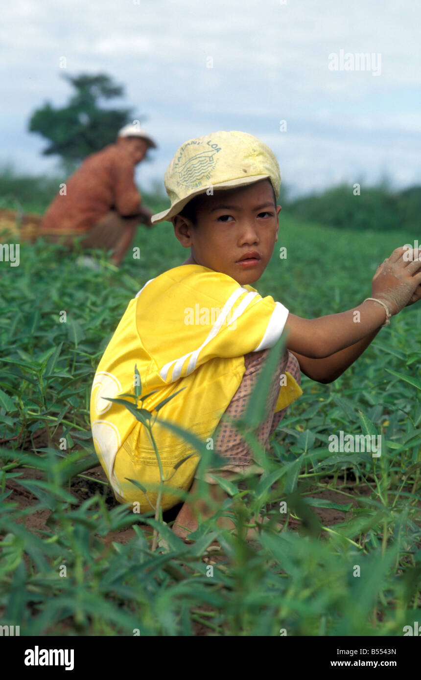 tending morning glory mekong bank vientiane laos Stock Photo - Alamy