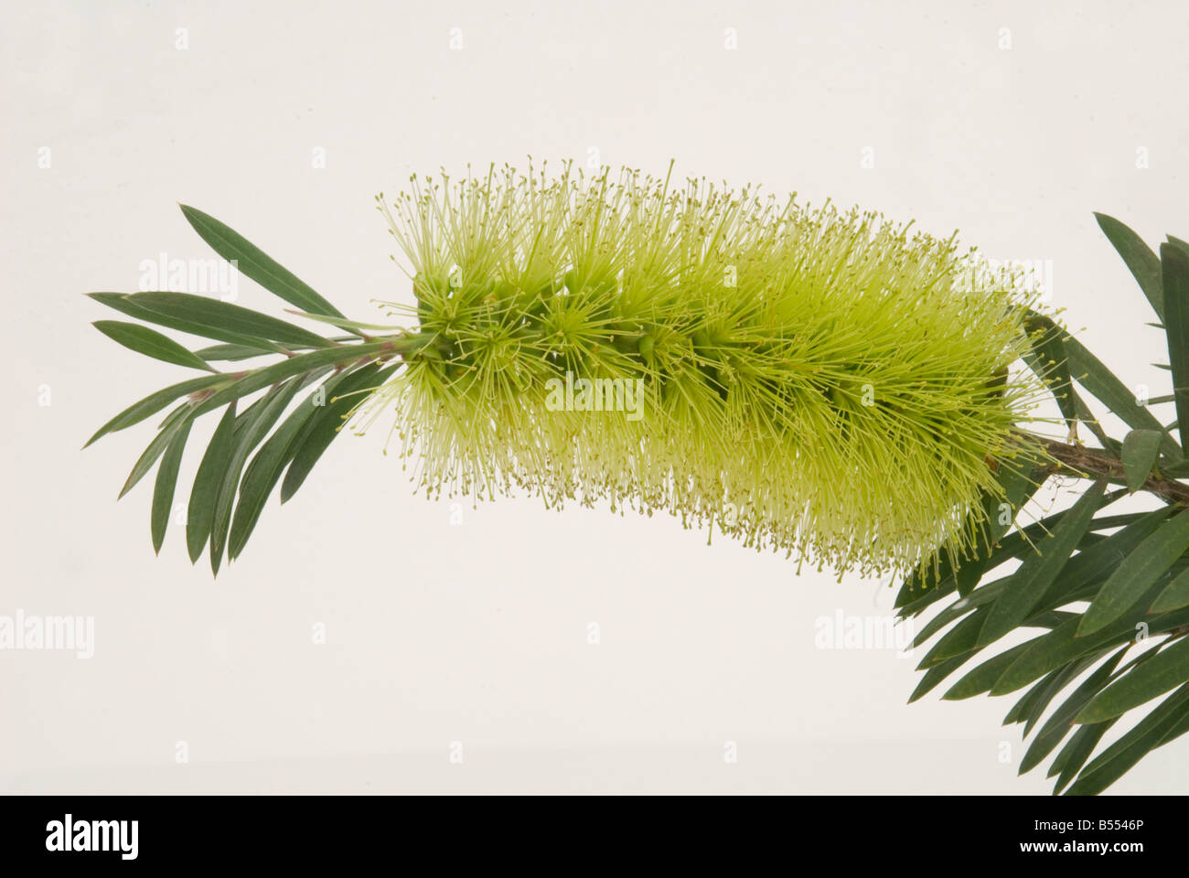 Callistemon pachyphyllus hi-res stock photography and images - Alamy