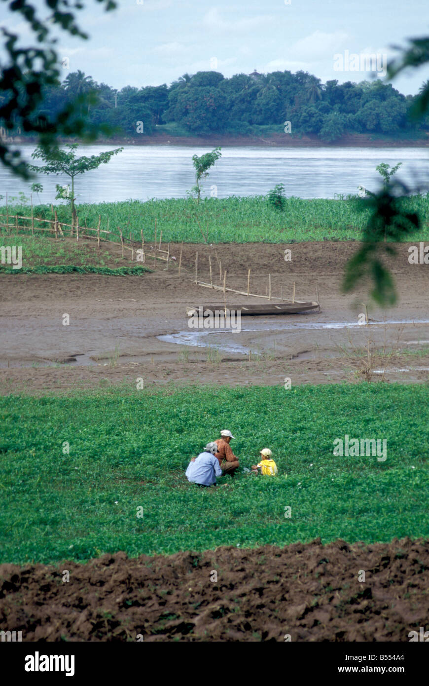 tending morning glory mekong bank vientiane laos Stock Photo - Alamy
