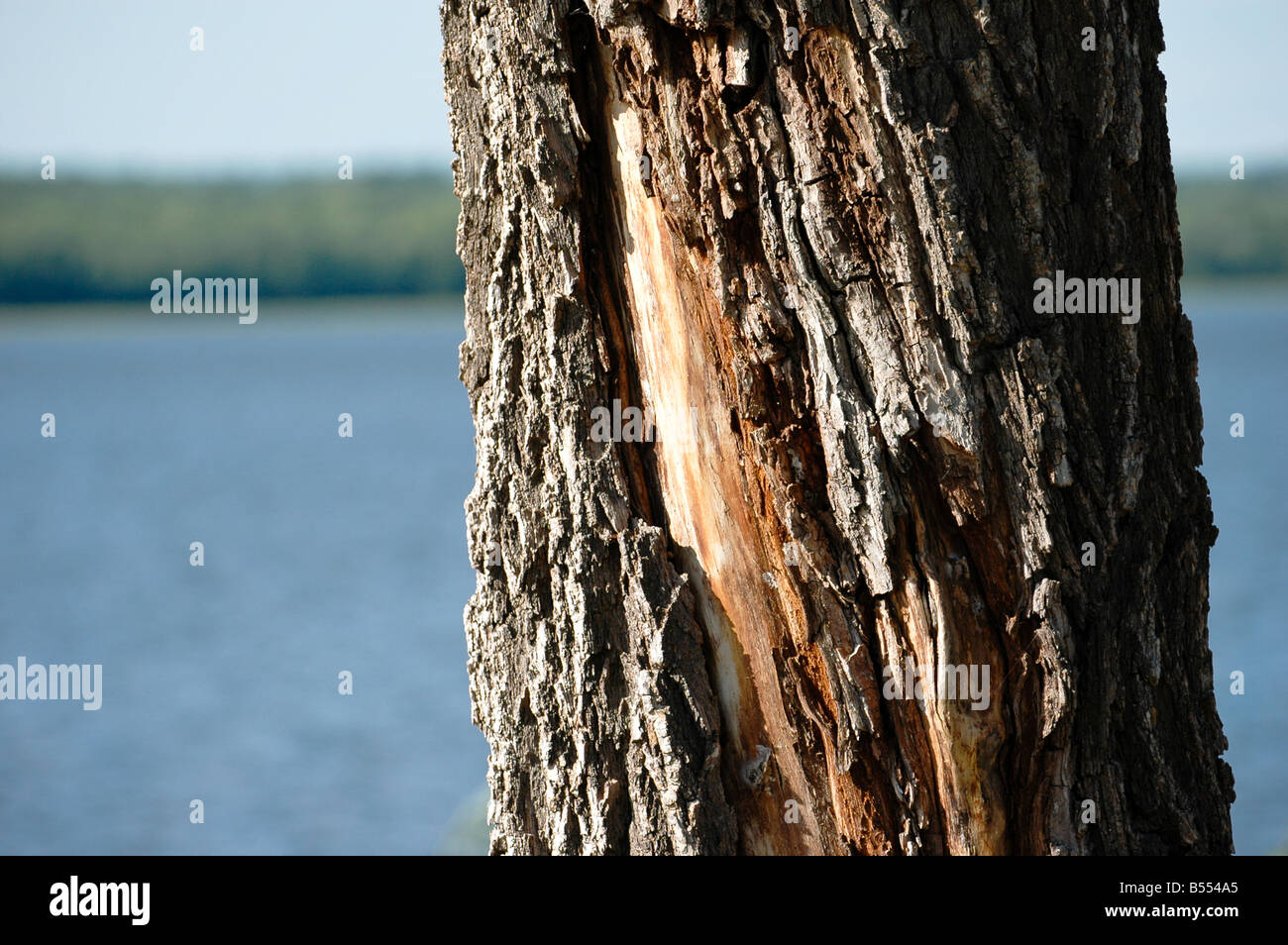 The worn and weathered trunk of a maple tree Stock Photo - Alamy