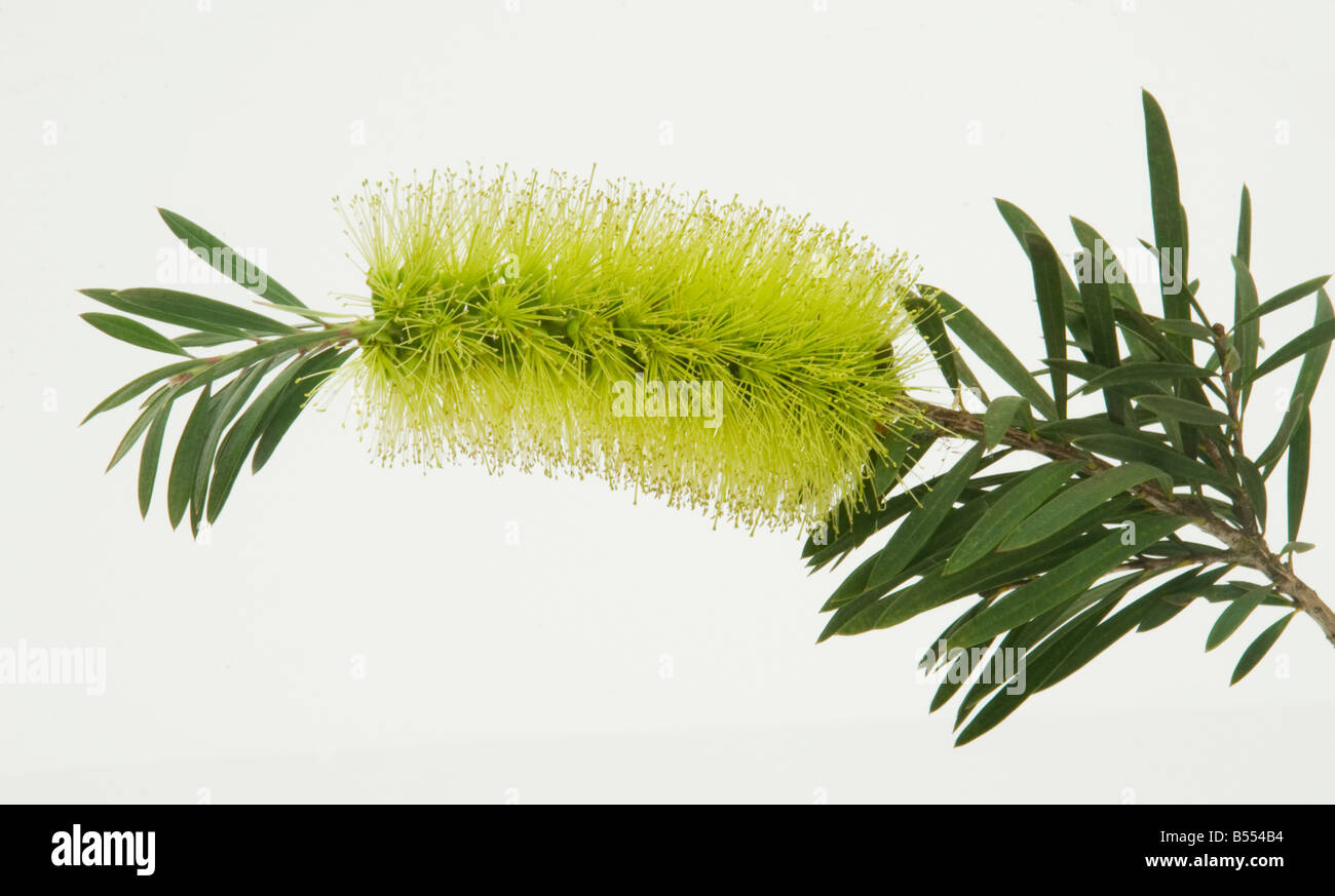 Callistemon pachyphyllus green bottlebrush hi-res stock photography and ...