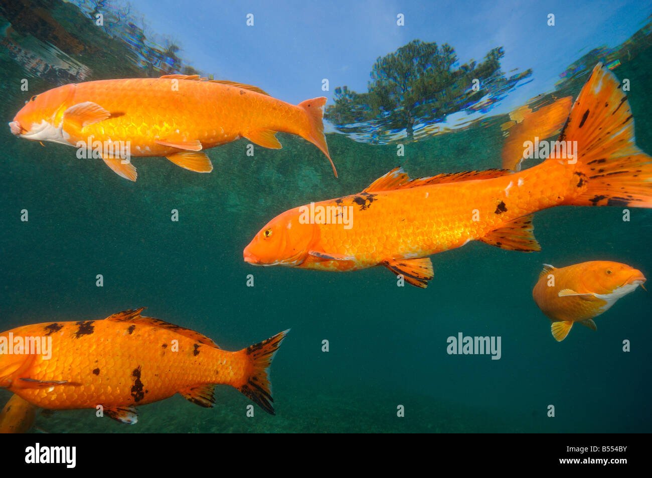 Asian carp hi-res stock photography and images - Alamy