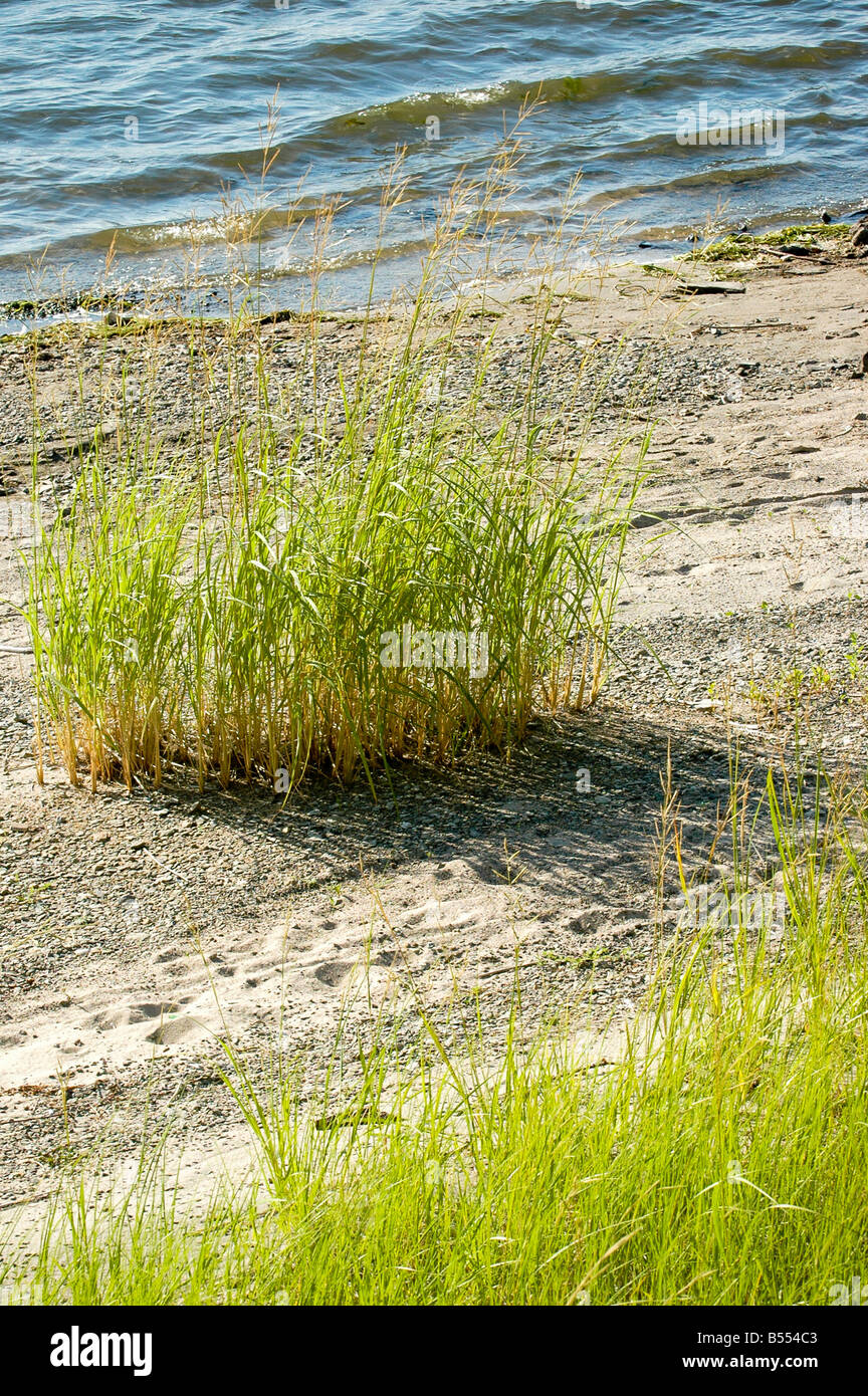 Shore beach waves sand grass hi-res stock photography and images - Alamy