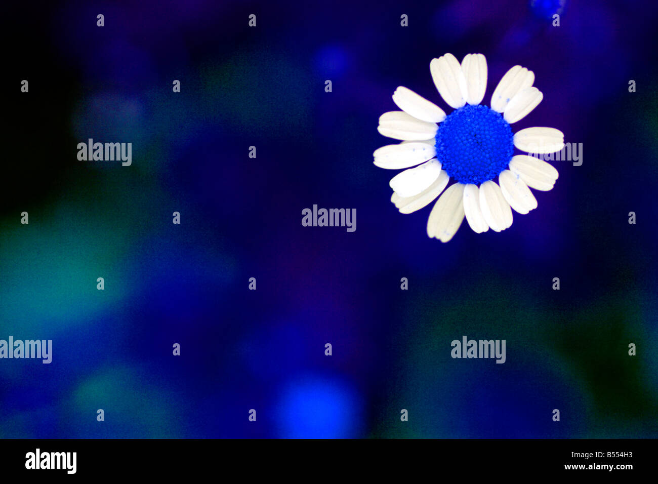 Abstract flower backgrounds hi-res stock photography and images - Alamy