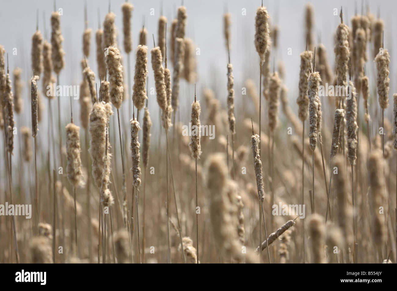 Peaks of otter hi-res stock photography and images - Alamy