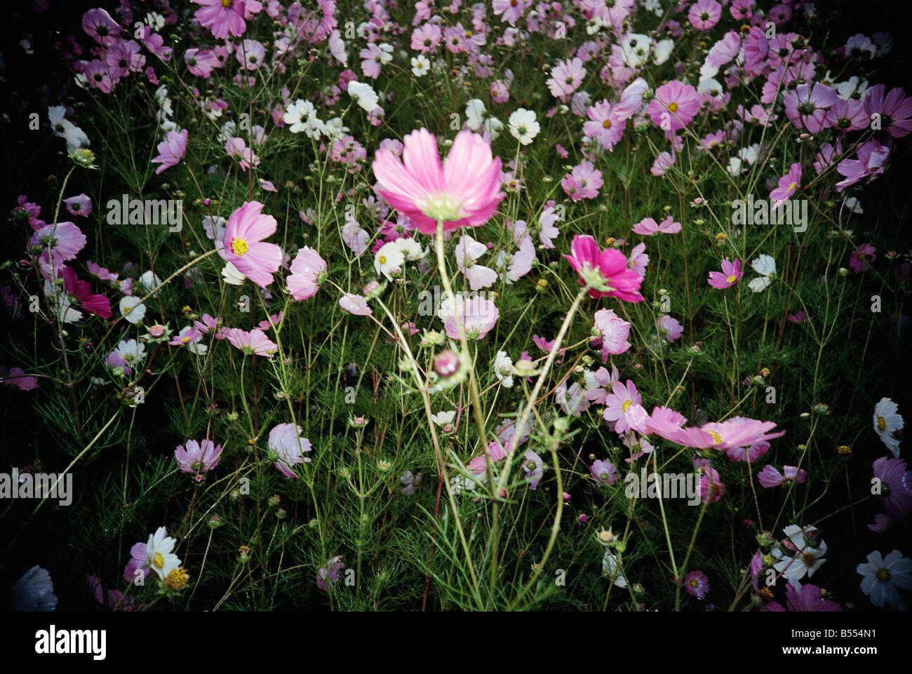 South Africa, Gauteng, Field of cosmos Stock Photo - Alamy