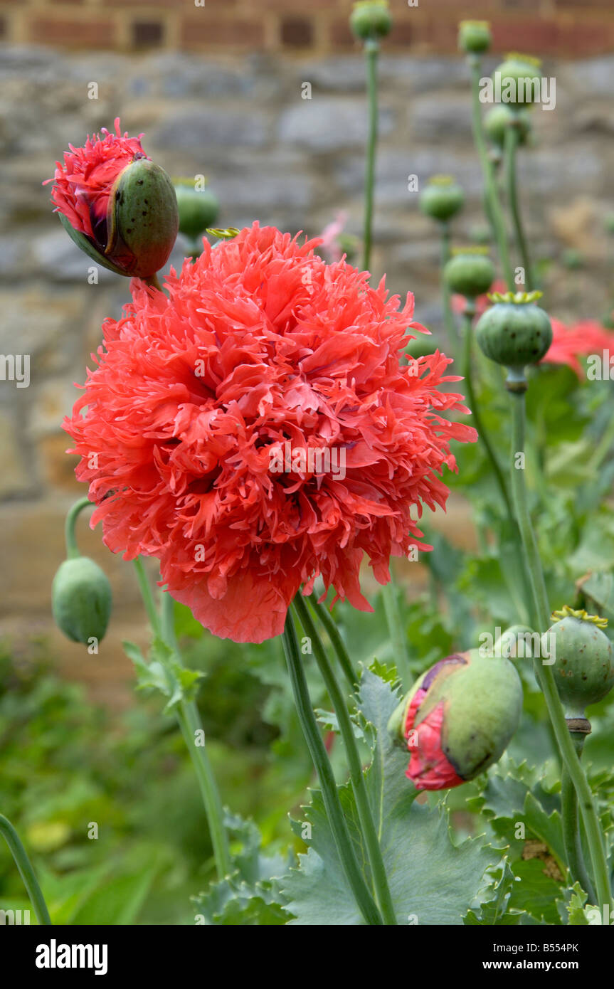Poppy sead hi-res stock photography and images - Alamy