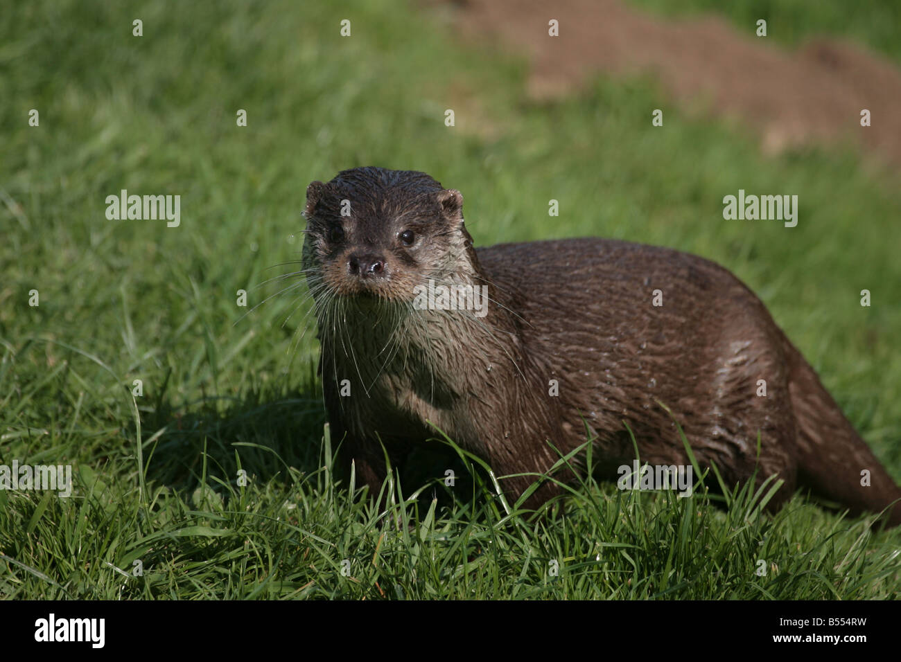European otter Lutra lutra Stock Photo - Alamy