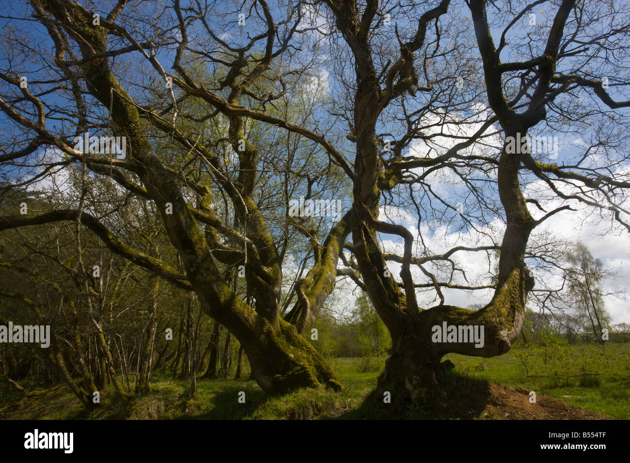 Old grown out oak hedgerow on Powerstock Common nature reserve West ...
