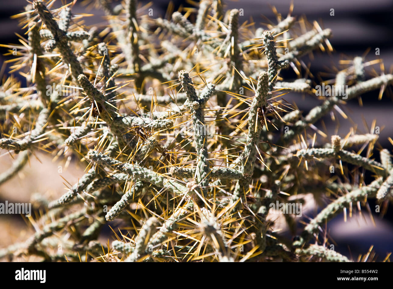 Cactus, Joshua Tree National Park in California, USA Stock Photo - Alamy