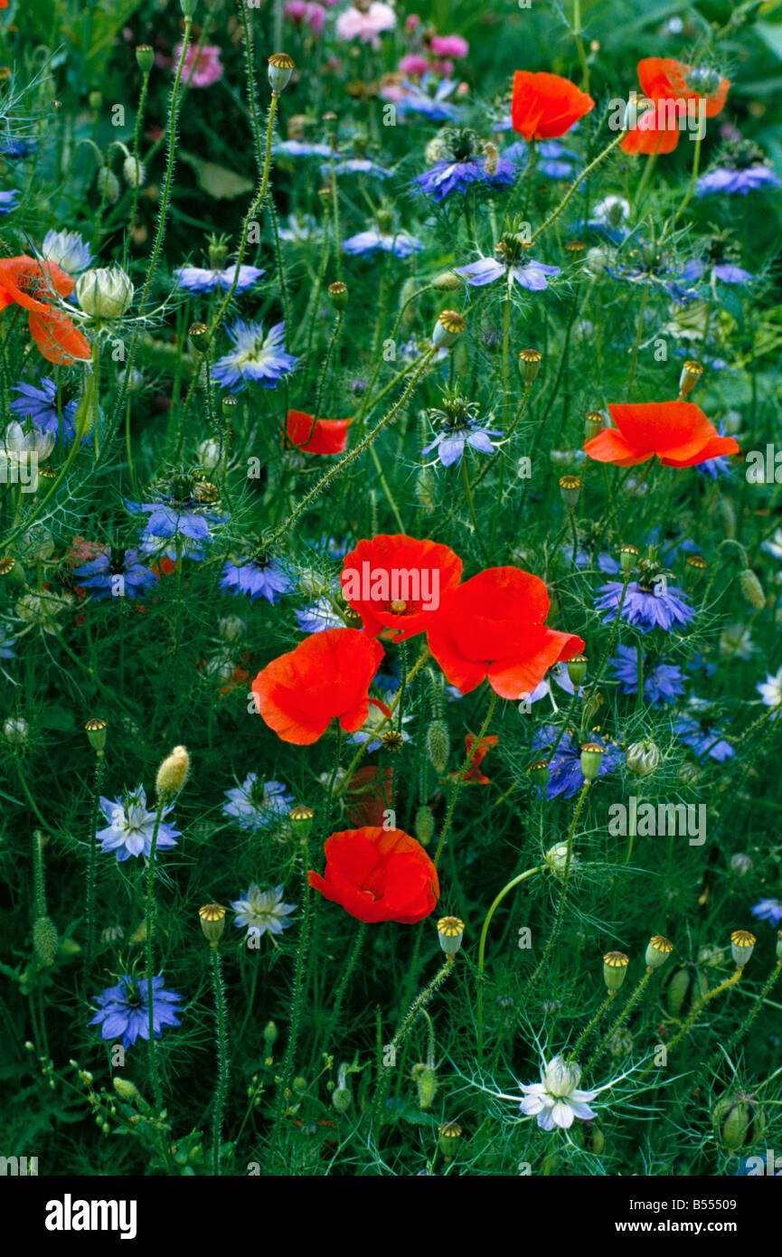 Border of hardy annuals hi-res stock photography and images - Alamy
