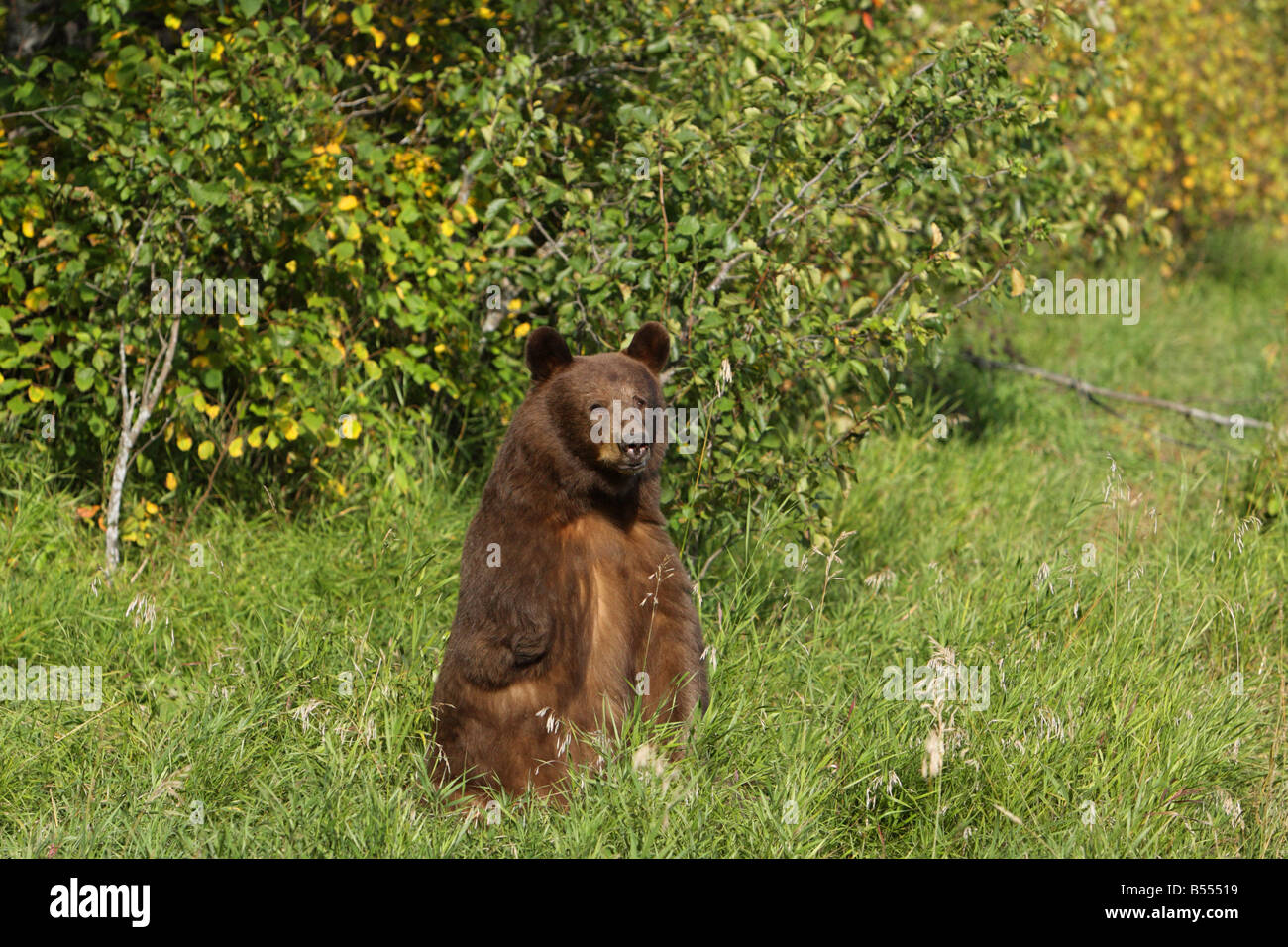 Black Bear Ursus americanus three legged cinnamon sitting upright on ...