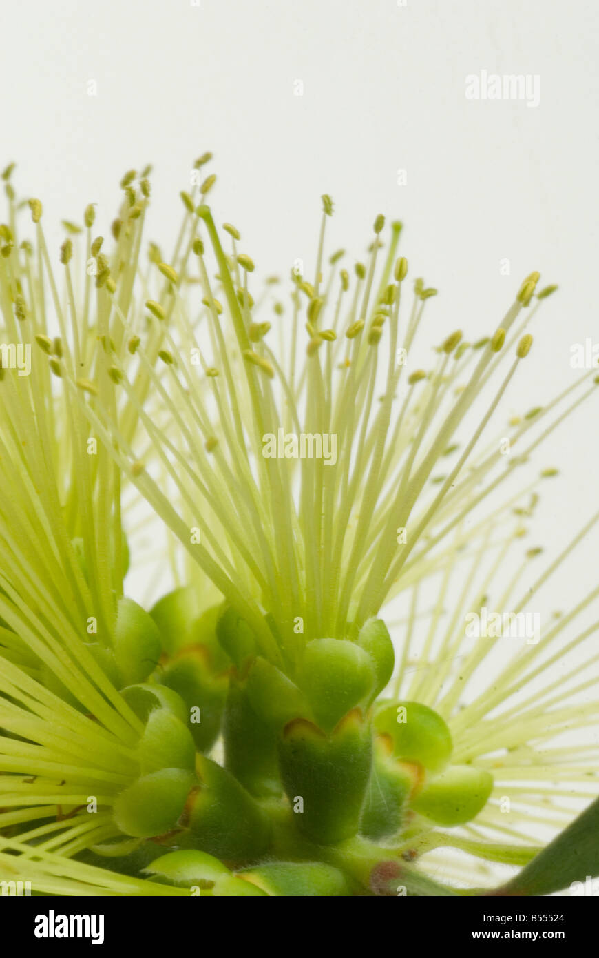 Callistemon pachyphyllus green bottlebrush hi-res stock photography and ...