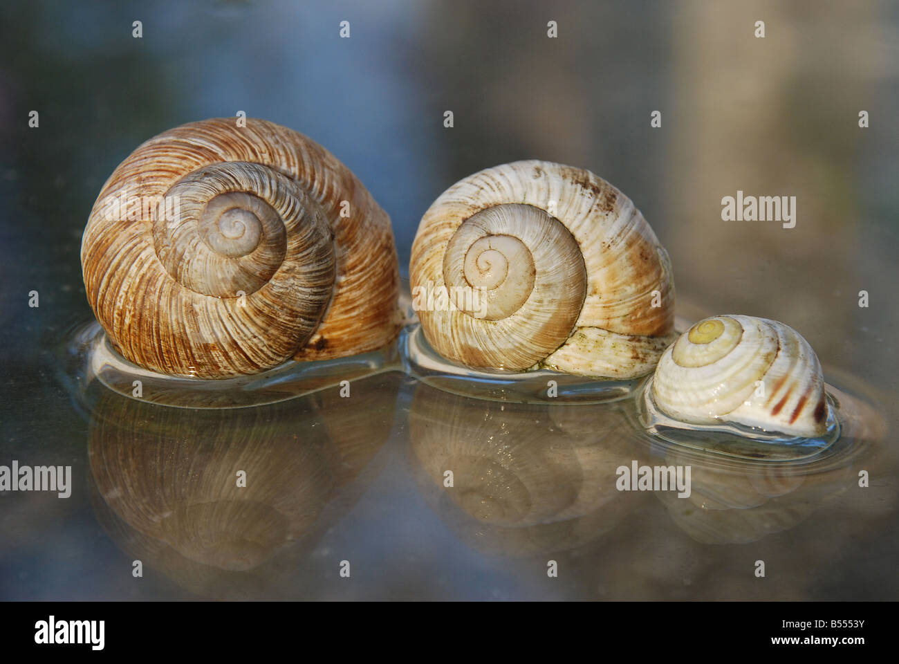 Snail shells hi-res stock photography and images - Alamy