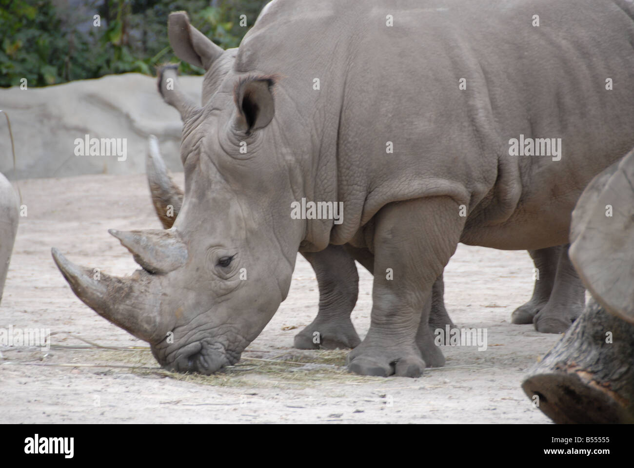 A closeup of a rhinoceros Stock Photo - Alamy
