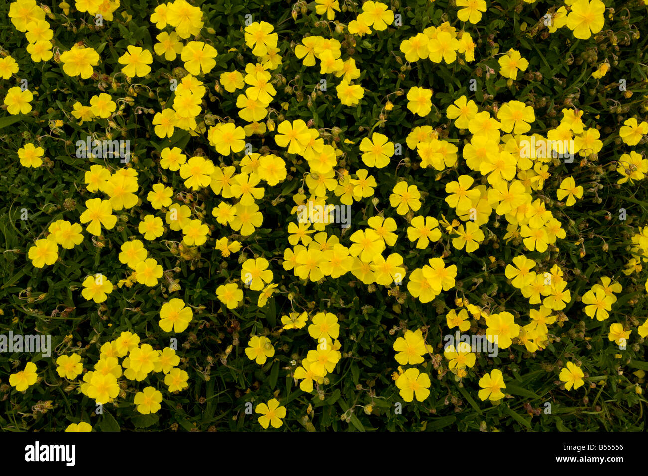 Common Rock rose Helianthemum nummularium H chamaecistus in limestone ...